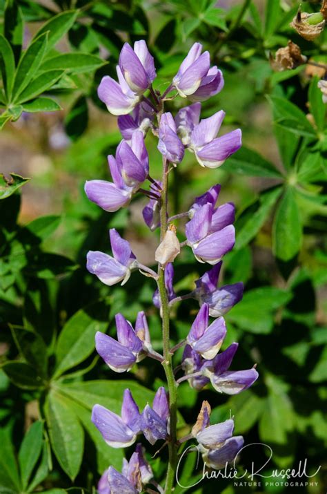 Mount St Helens Wildflowers Charlie Russell Nature Photography