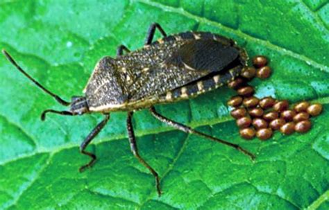 Squash Vine Borer Eggs Vs Squash Bug Eggs