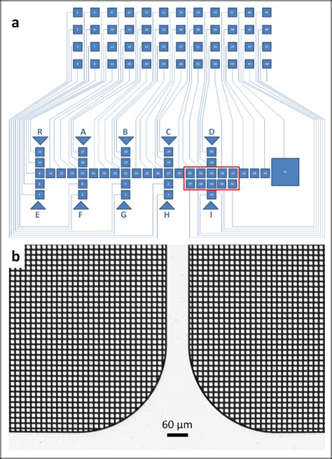 Electrowetting Based Digital Microfluidics Platform For Automated Enzyme Linked Immunosorbent