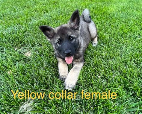 Norwegian Elkhound Puppies For Sale Norwegian Elkhound Puppies For Sale