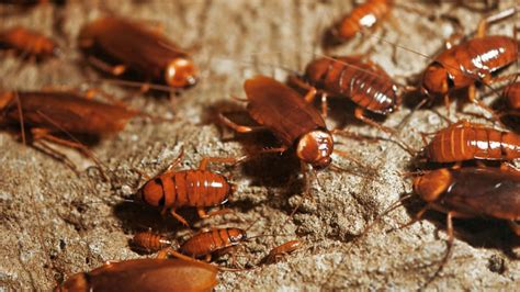 This Uni Student Earns Over Rm28000 A Month By Farming Cockroaches