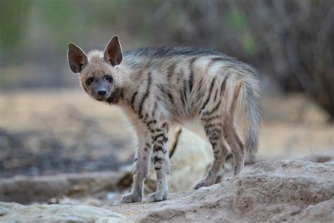 Striped Hyenas In Gujarat India Wildlife Photography Wild Images
