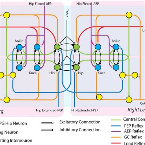 Neural Architecture Of Single Level Simplified Cpg Model Four Central Download Scientific