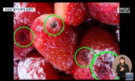 “20도 넘는 날씨에 상온 진열”…성심당 ‘딸기시루 곰팡이 논란에 ‘판매 종료