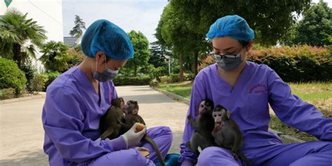 中中华华有了小伙伴世界首批疾病克隆猴诞生在中国 科创 新民网