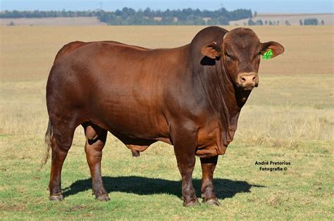 Beefmaster Alchetron The Free Social Encyclopedia