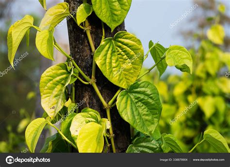 Betel Agricultural Cultivation Betel Leaf Which Used Stimulating