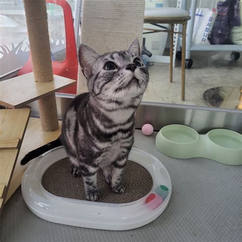 아메리칸숏헤어 범이 고양이 책임분양♥ 강아지•고양이입양 강아지보호소 고양이보호소 무료분양 아이조아보호소