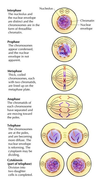 Main Stages Of Mitosis Diagram Quizlet