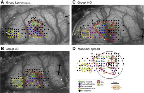 Responses To Intracortical Microstimulation Icms Following Sustained