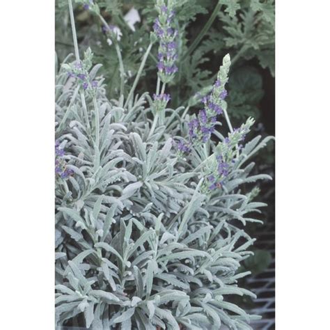 Lavandula X Heterophylla Goodwin Creek Grey From First Step Greenhouses