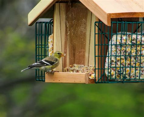 Easy Steps To Bird Feeder Setup
