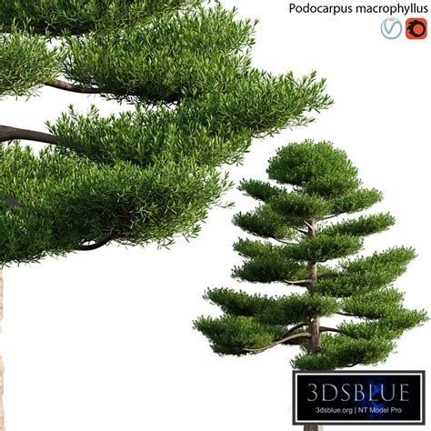 Podocarpus Macrophyllus 03