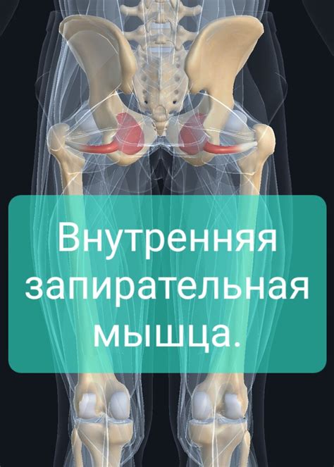 Внутренняя запирательная мышца Заметки спортивного врача Дзен