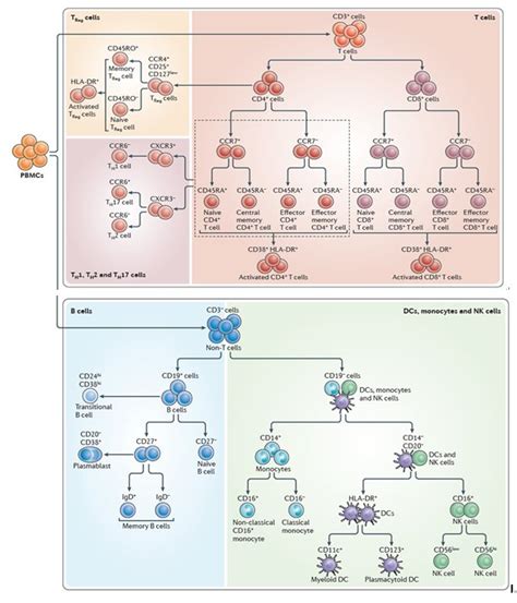 小优博士多色实验案例 3：人类记忆b细胞的表型分析