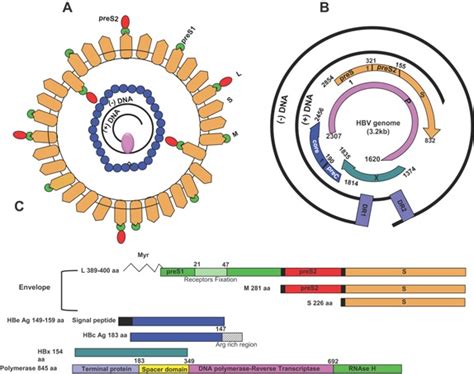 Schematic Structure Of The Hbv Particle And Viral Proteins With Domain Download Scientific