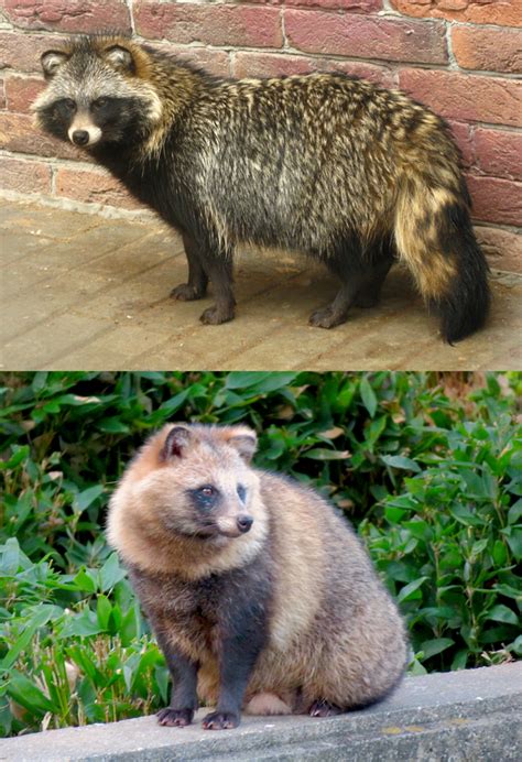 Difference Between A Tanuki And A Raccoon