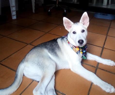Familia De Perro Envenenado Reveló Nuevos Detalles Del Caso Supuesto