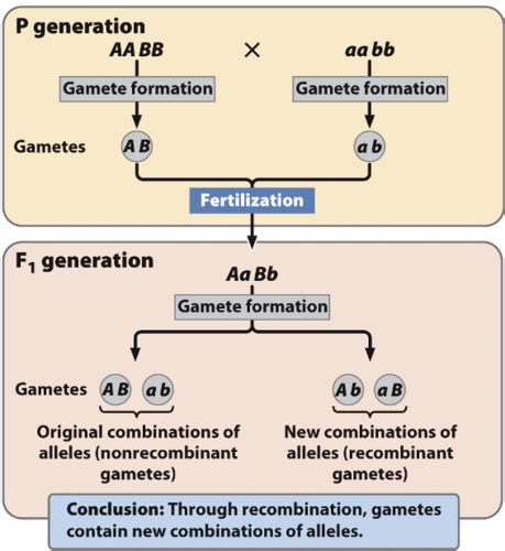 Genetics Chapter 7 Flashcards Quizlet