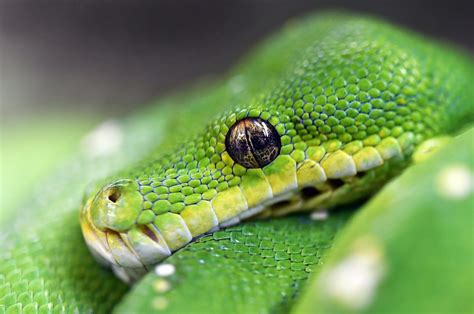 how to connect and interact with search applications from python by