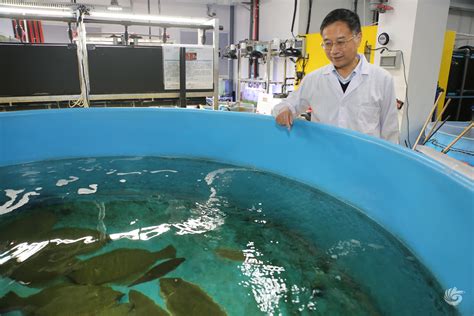 陈松林和他培育的牙鲆、半滑舌鳎新品种