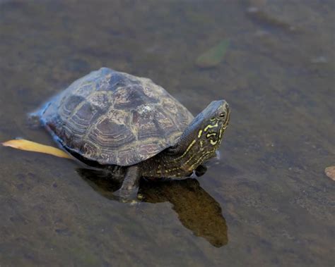 Chinese Pond Turtle Facts Diet Habitat And Pictures On Animaliabio