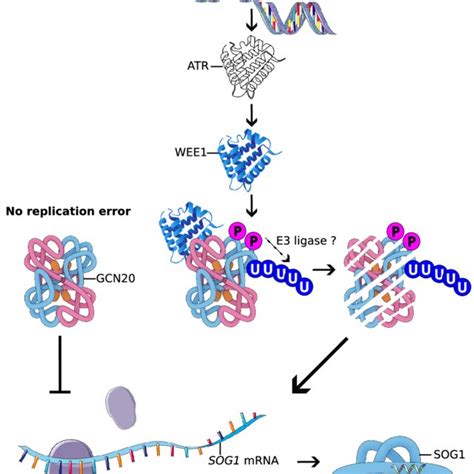Figure Replication Stress Responses Are Controlled At The