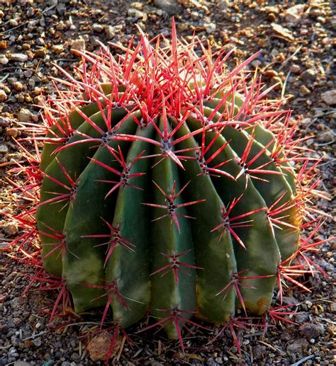 Tipos De Cactus Sus Características Y Clasificación