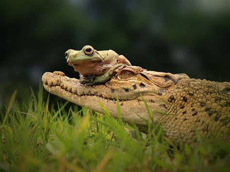 Friendship Of Frog And The Crocodiles Stock Image Image Of Dews