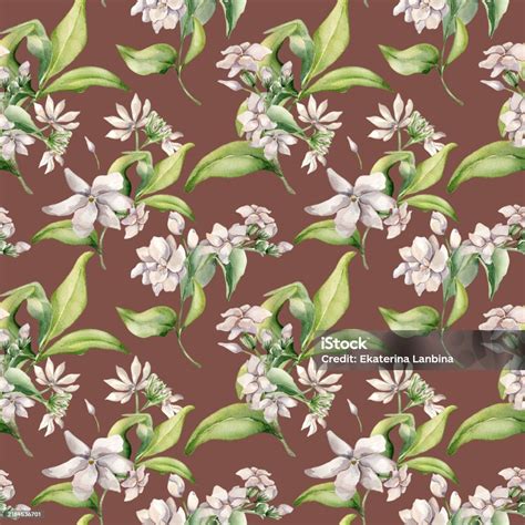 재스민 뭉치 새싹 잎 절연 잎의 수채화 완벽 한 패턴 부드러운 색으로 손으로 그린 흰 꽃의 질감이 반복되는 식물 꽃 단풍 배경