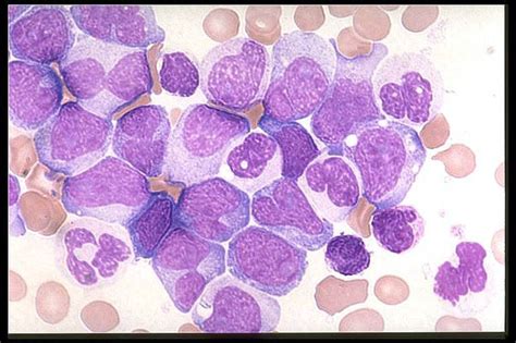 ปกพนในบอรด under the microscope