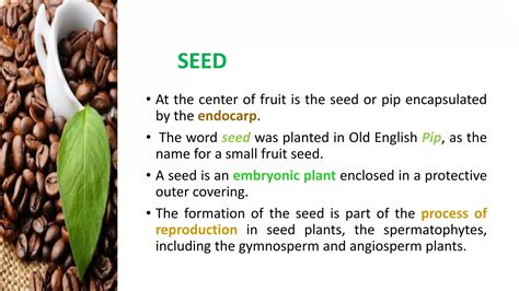 Anatomy And Reproductive Part Of Fruit Pptx
