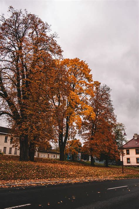 Atmosfera De Outono 가로수가 늘어선 거리 가을 가을 단풍 가을 사진 가을 색 가을 풍경 건물 경치