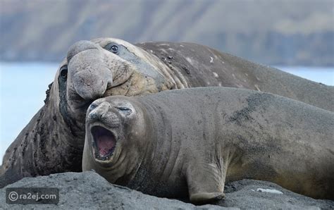 ردة فعل مدهشة لحيوان فيل البحر بعد معرفة أن رضيعها على قيد الحياة