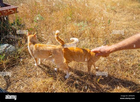 Man Stroking Cats Stock Photo Alamy