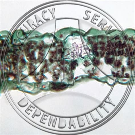 Sun Shade Leaves Prepared Microscope Slide