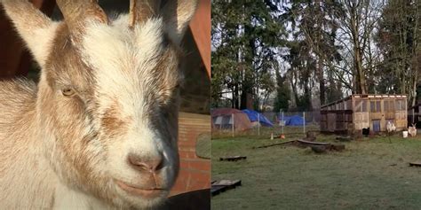 Shared Post Portland Anarchists Attack Goat Refuge As Revenge Over Homeless Encampment Removal
