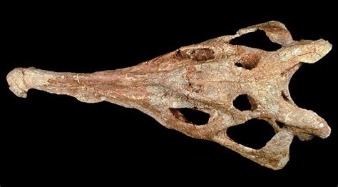 Where To Find Dinosaur Tracks And Fossils In Arizona Photos