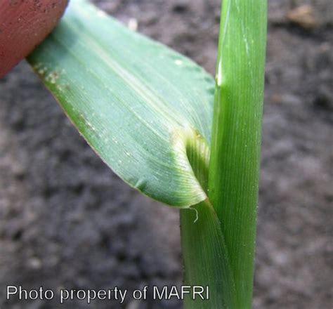 Province Of Manitoba Agriculture Barnyard Grass