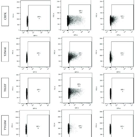 Flow Cytometry Analyses Of Cells Inoculated With Vsv G Pseudotyped Download Scientific Diagram