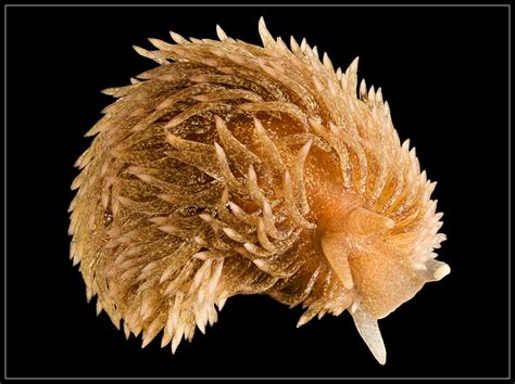 Sea Hair Slug Lochie Lochis Adonismale Bolsos Depie Lubrique