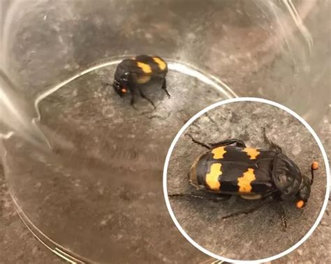 Disabled Hackney Mum Moved Into Cockroach Infested House Of Horror