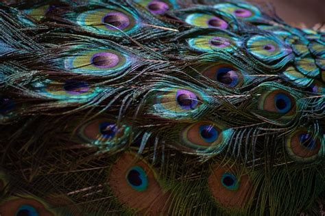 Premium Photo Peacock Tail Texture Beautiful Pattern