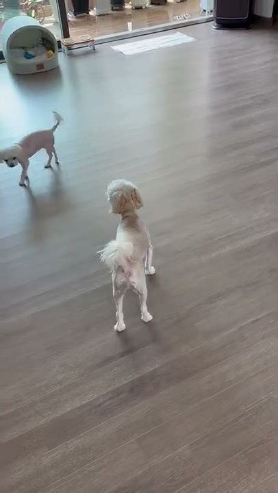 말티즈 Vs 말티푸 크기차이2 Youtube