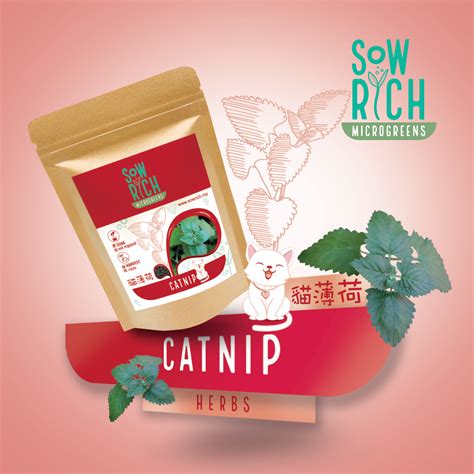 Catnip Herb Seeds 猫薄荷 02g1g Sow Rich
