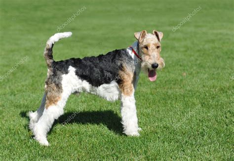 Are Wirehaired Terriers Hypoallergenic
