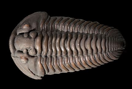 Terrific Trilobites Earth And Atmospheric Sciences
