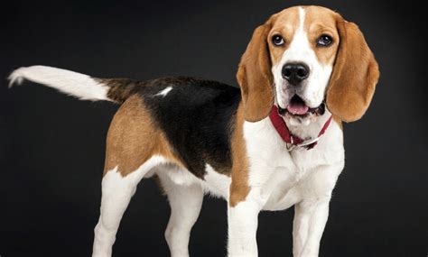 Cual Es La Mejor Raza De Perro Para Una Familia