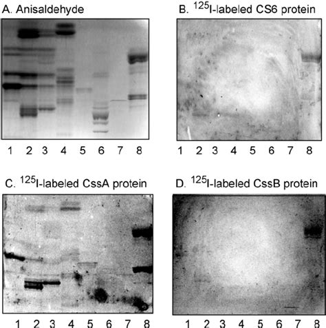 binding of 125 i labeled cs6 protein and cssa and cssb subunits to