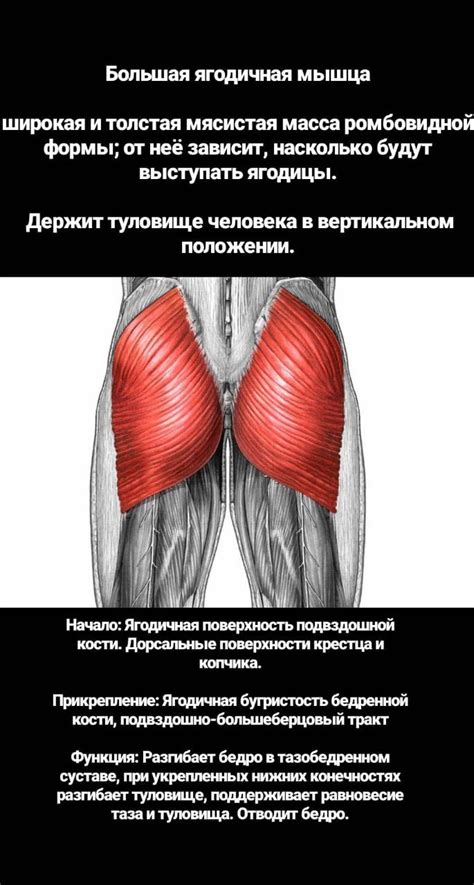 Большая ягодичная мышца Festival Bra Fitness Photo And Video